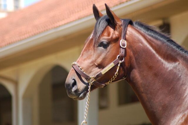 Tales from the Crib: Lone Sailor | News | Kentucky Derby