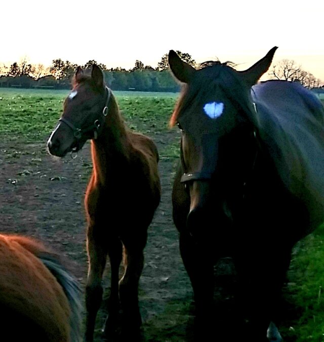 Tales from the Crib: Audible | News | Kentucky Derby